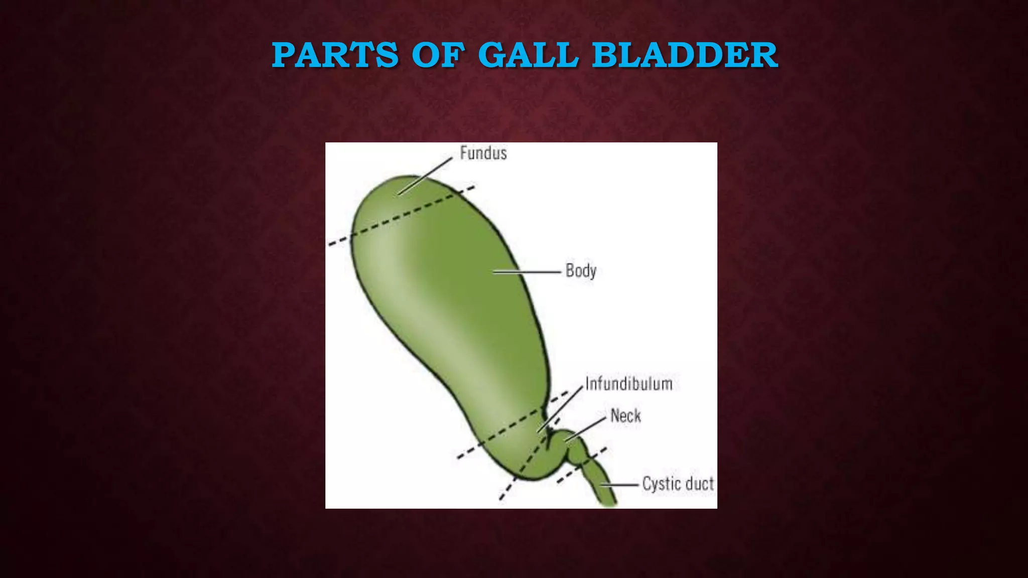 Radioanatomy of biliary system | PPTX