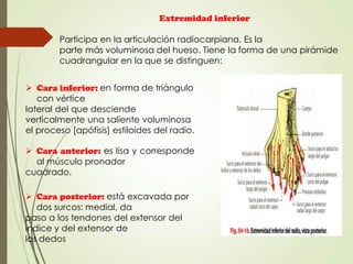 Radio Anatomia-1.pdf