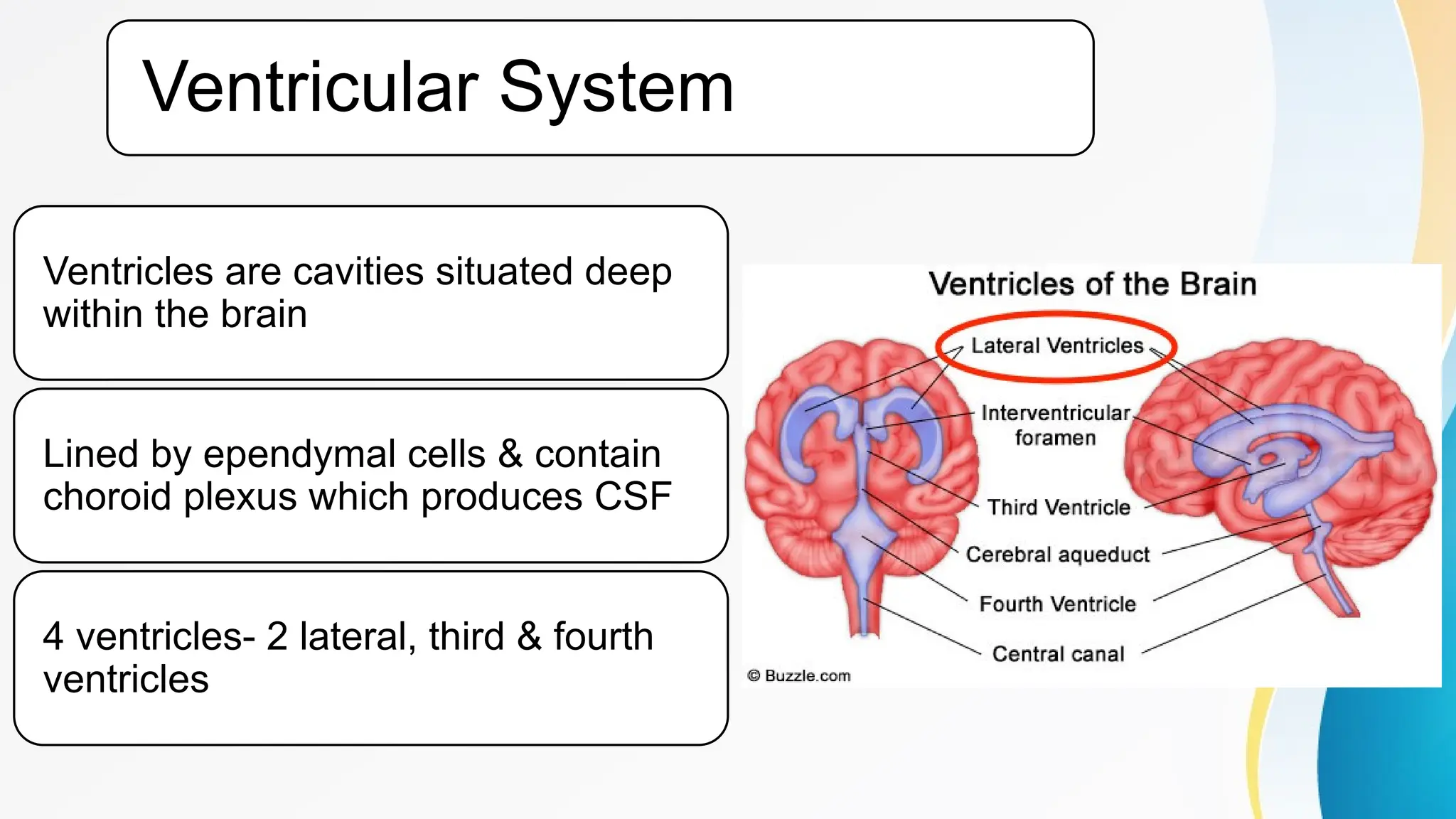 Radioanatomy of Brain , basic for post graduate doctors .pptx