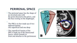 Radioanatomy of retroperitoneal space | PPTX