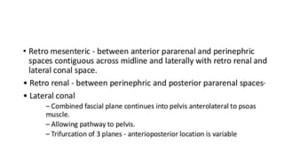 Radioanatomy of retroperitoneal space | PPTX