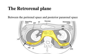 Radioanatomy of retroperitoneal space | PPTX
