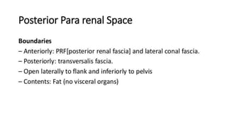 Radioanatomy of retroperitoneal space | PPTX | Design | Fine Art