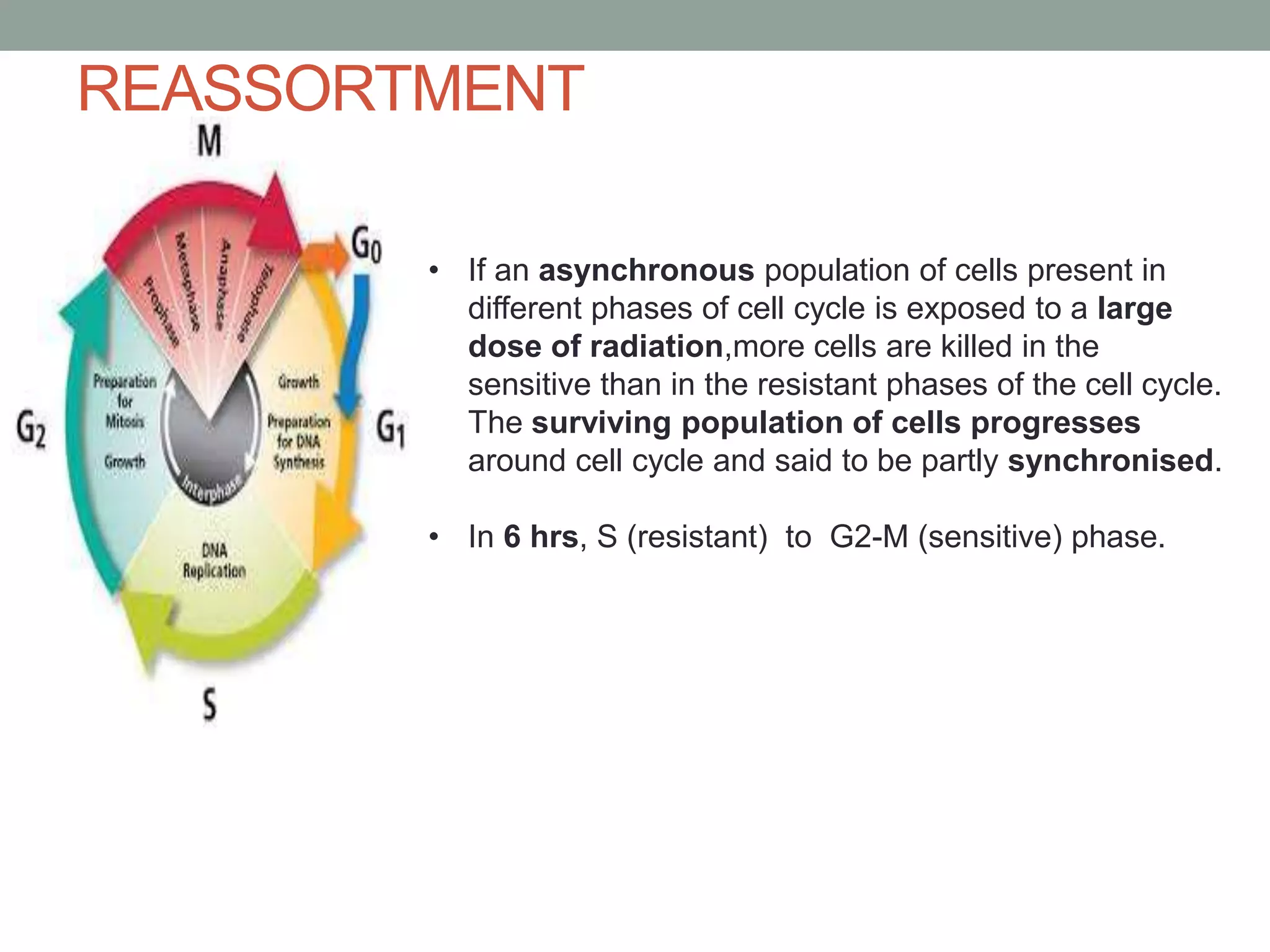 4 R's of radiobiology | PPTX