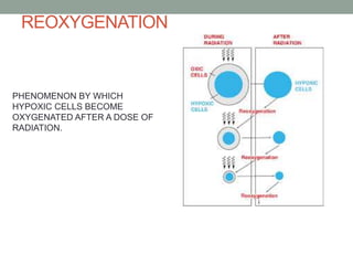 4 R's of radiobiology | PPTX