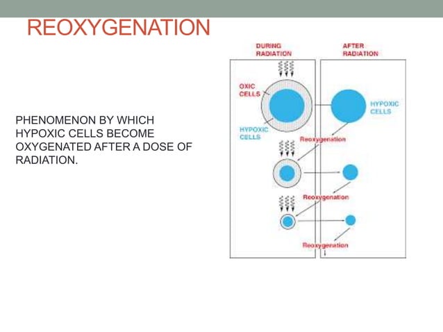 4 R's of radiobiology | PPTX | Cancer | Diseases and Conditions
