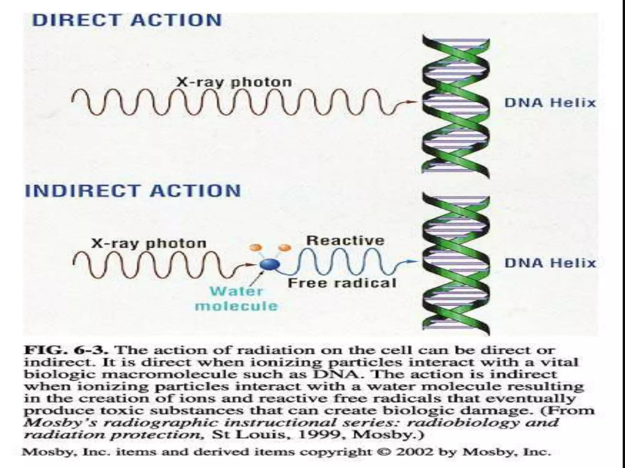 Radiobiology -Physics and Chemistry of Radiation Absorption | PPTX