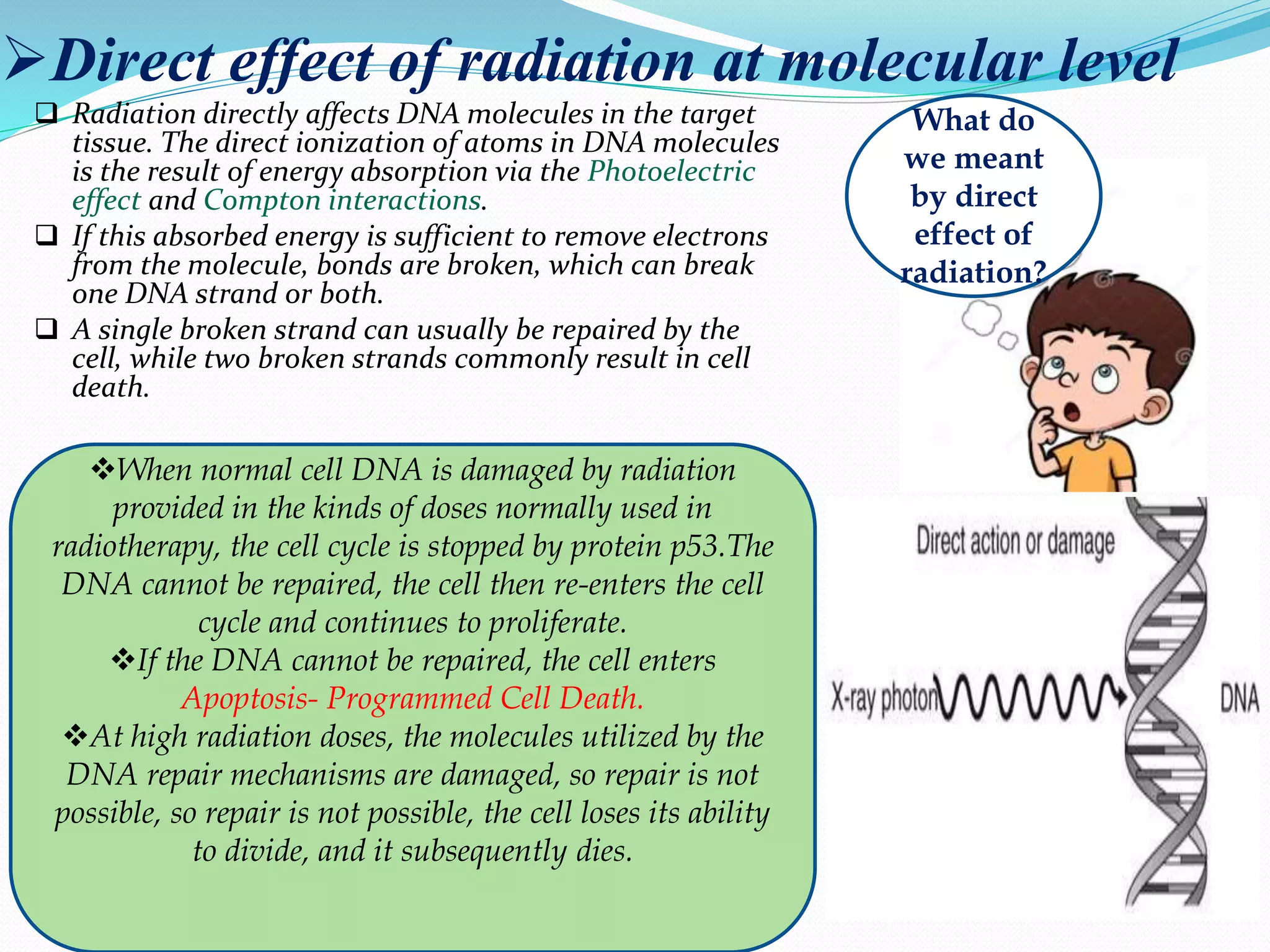 Radiobiology- Basic Guide | PPTX | Cancer | Diseases and Conditions