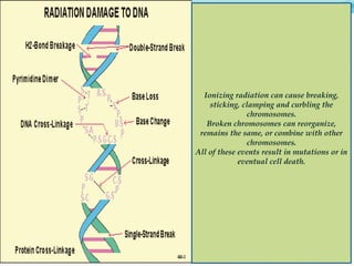Radiobiology- Basic Guide | PPTX