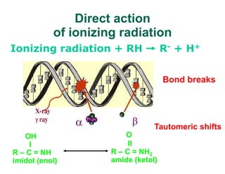 Radiobiology Basics and Radiation principle | PPT