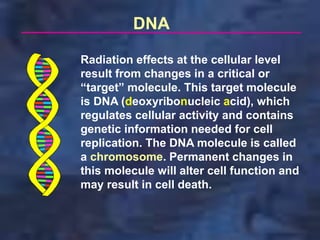 Radiobiology Lec.ppt