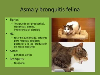 Radiografía del tórax de gatos con tos o disnea.pptx