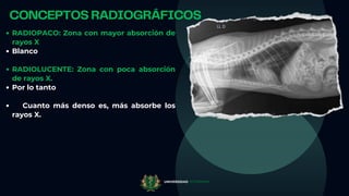 radiografía en perros y gatos práctica uy | PPT