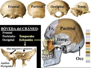 RADIOGRAFIA_CRANEO.ppt