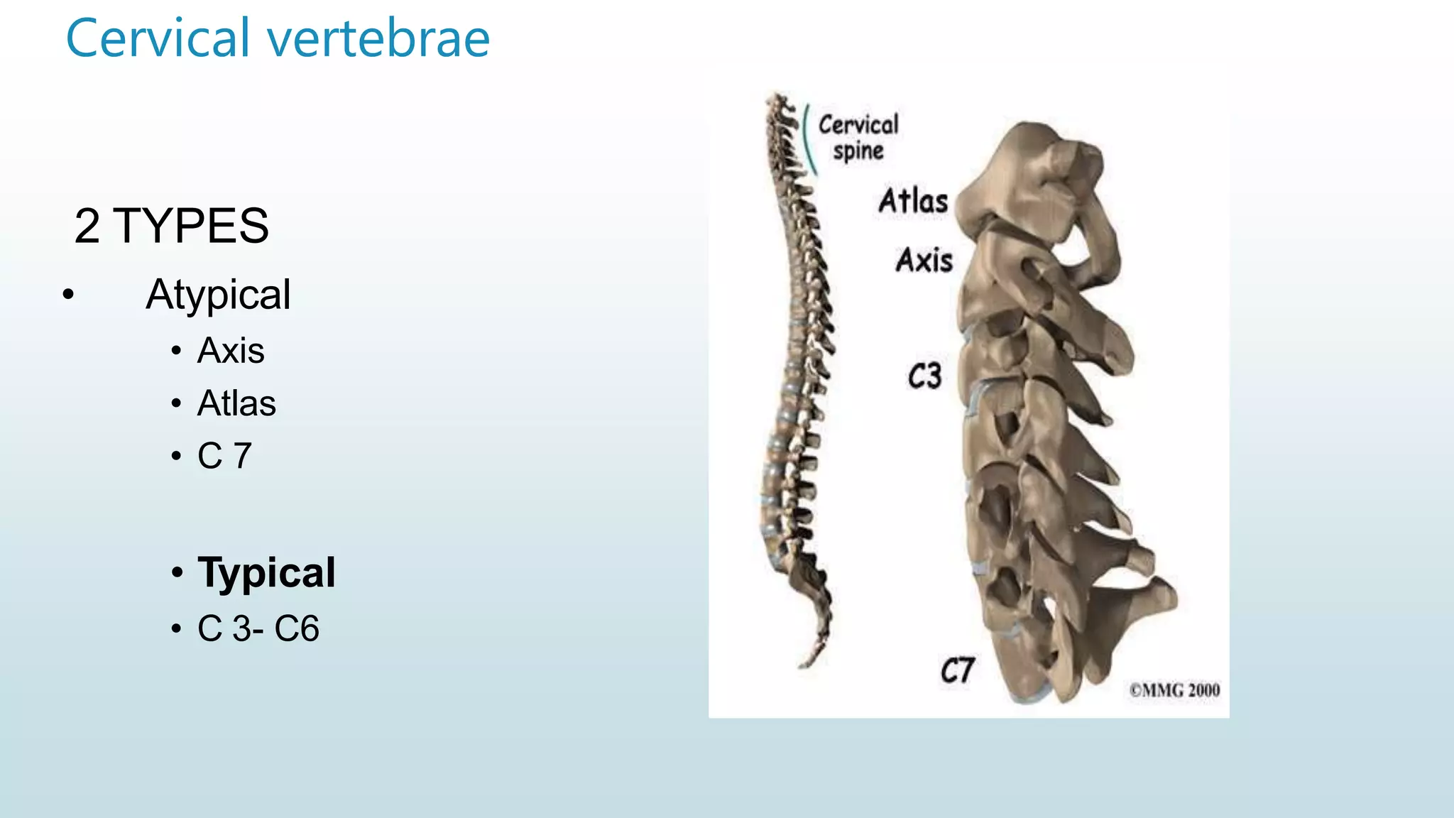 Radiographic anatomy and views of c spine | PPTX