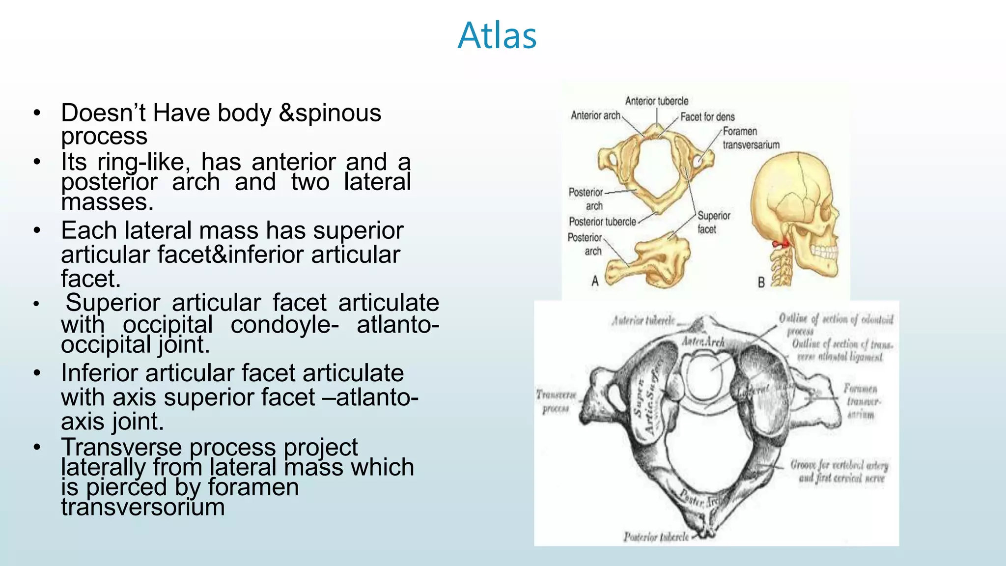 Radiographic anatomy and views of c spine | PPTX