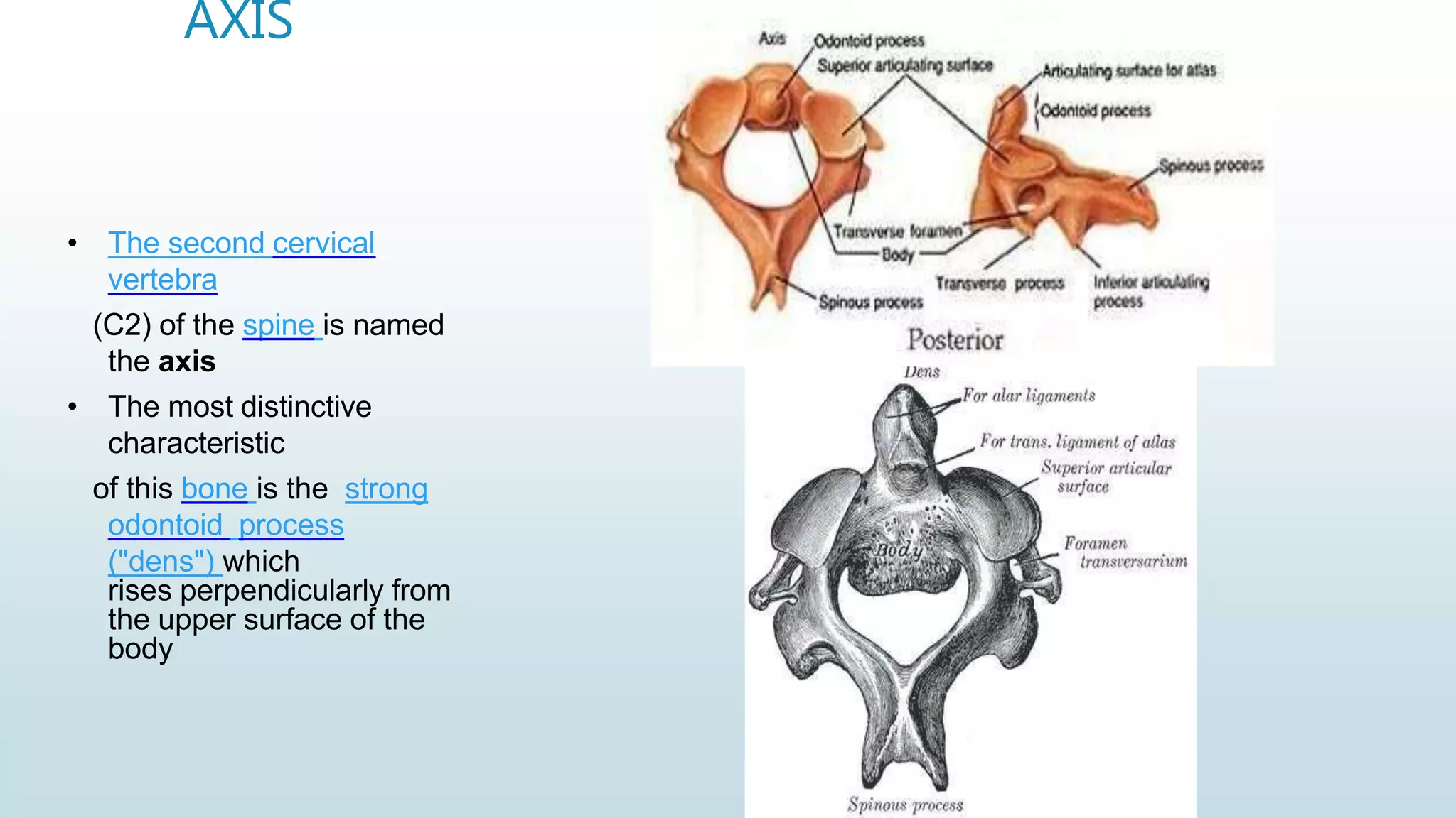 Radiographic anatomy and views of c spine | PPTX