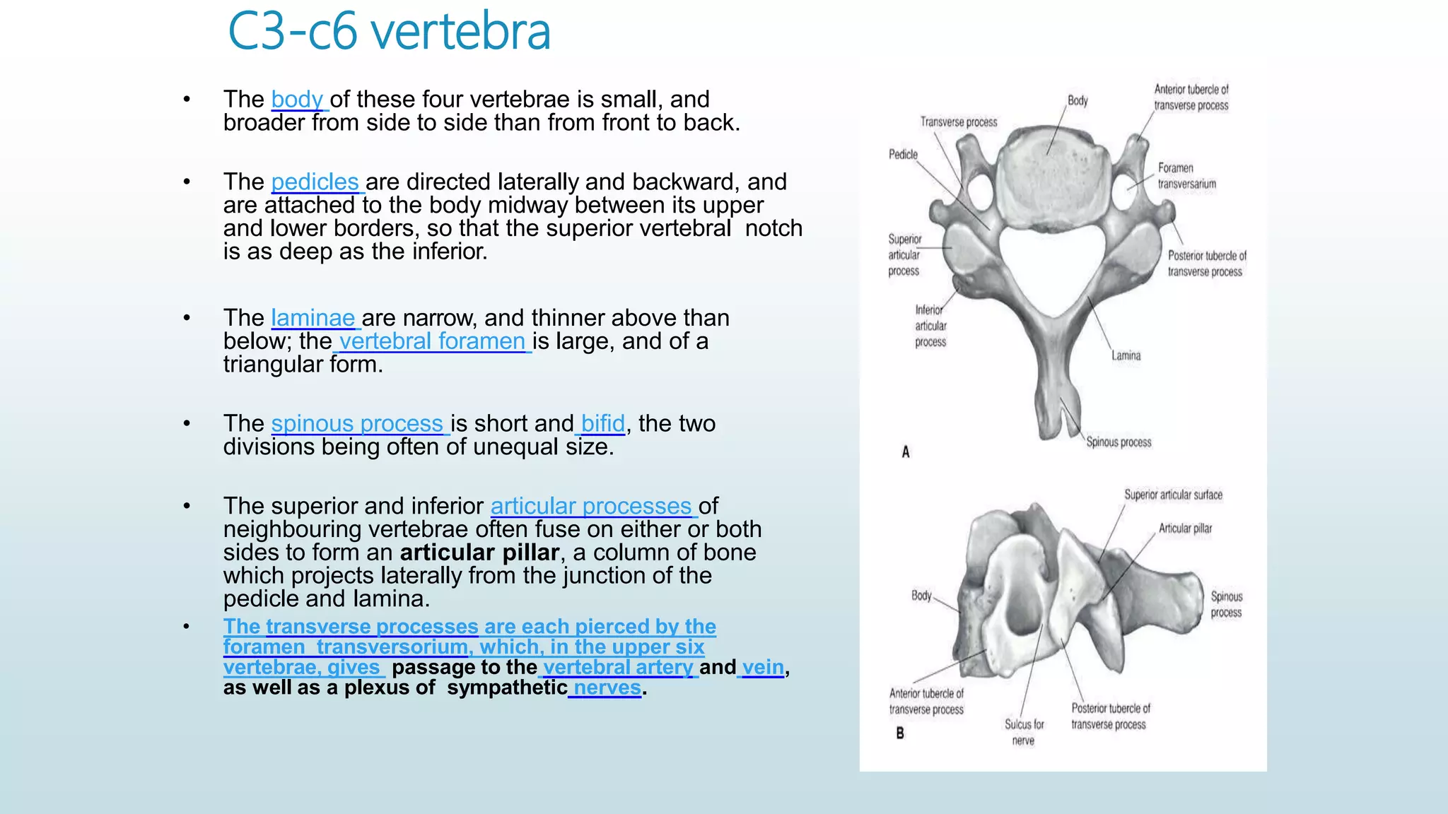 Radiographic anatomy and views of c spine | PPTX