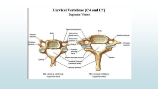 Radiographic anatomy and views of c spine | PPTX