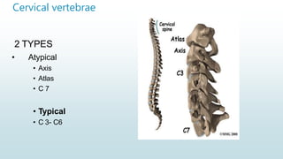 Radiographic anatomy and views of c spine | PPTX
