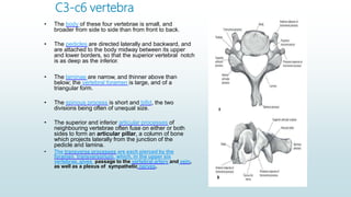 Radiographic anatomy and views of c spine | PPTX