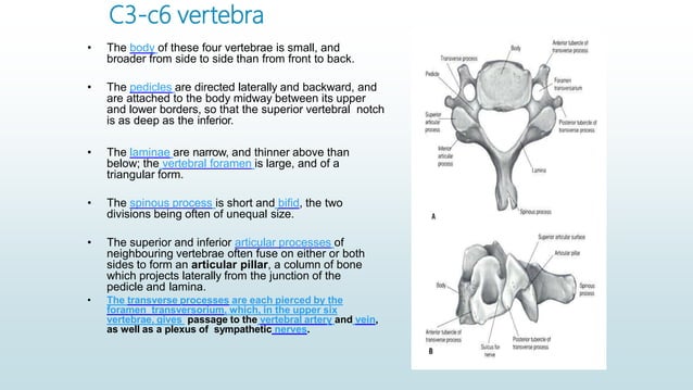 Radiographic anatomy and views of c spine | PPTX | Death, Injury, or ...