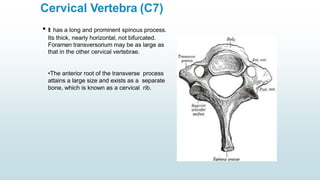 Radiographic anatomy and views of c spine | PPTX