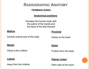 Radiographic Anatomy(chest abdomen and skeletal).pptx