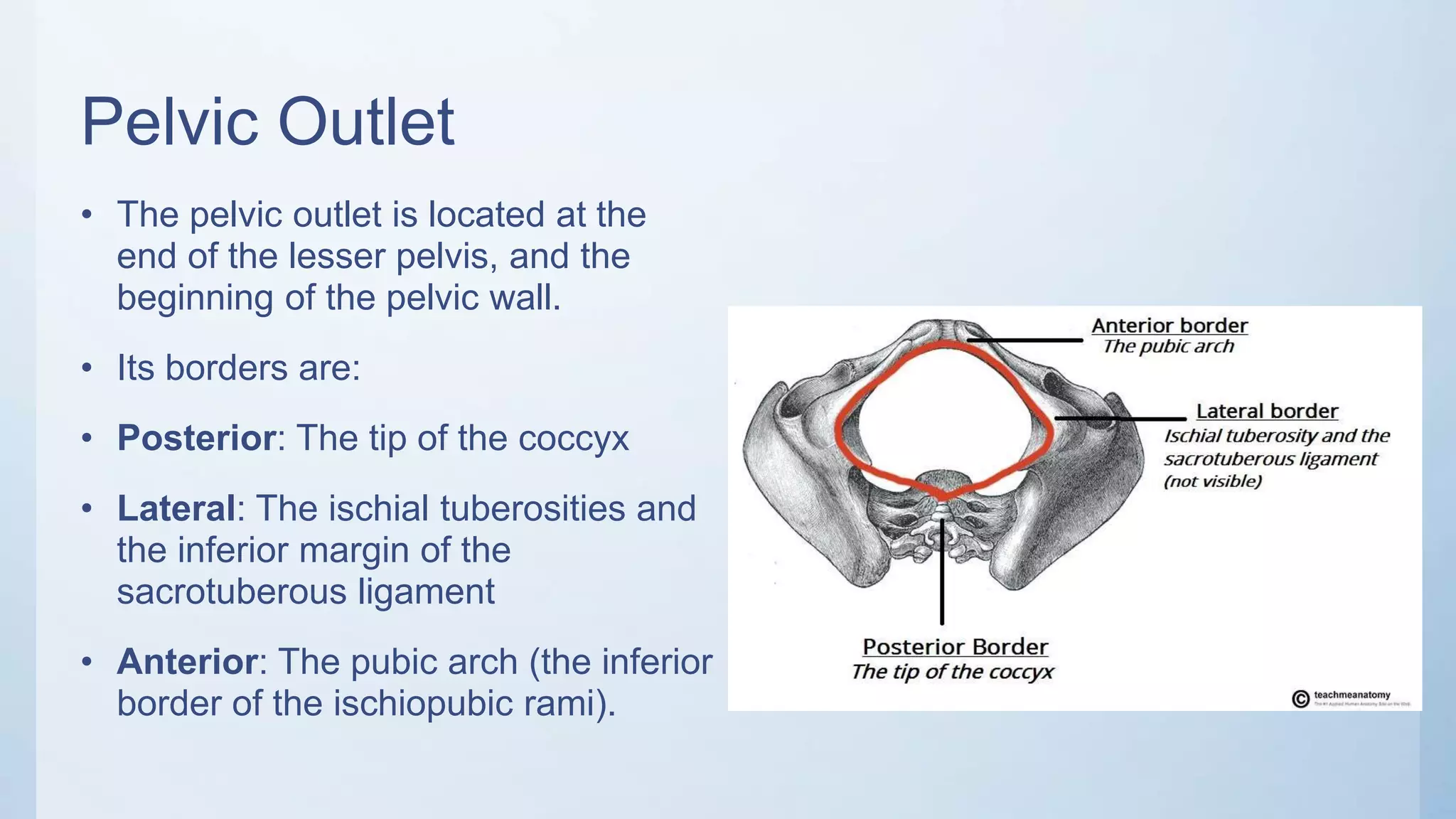 Radiographic anatomy of femur and pelvic girdle | PPTX