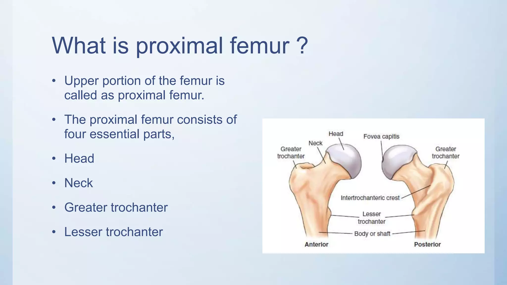 Radiographic anatomy of femur and pelvic girdle | PPTX