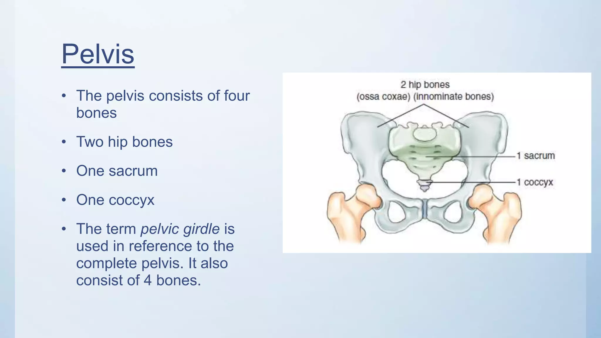 Radiographic anatomy of femur and pelvic girdle | PPTX