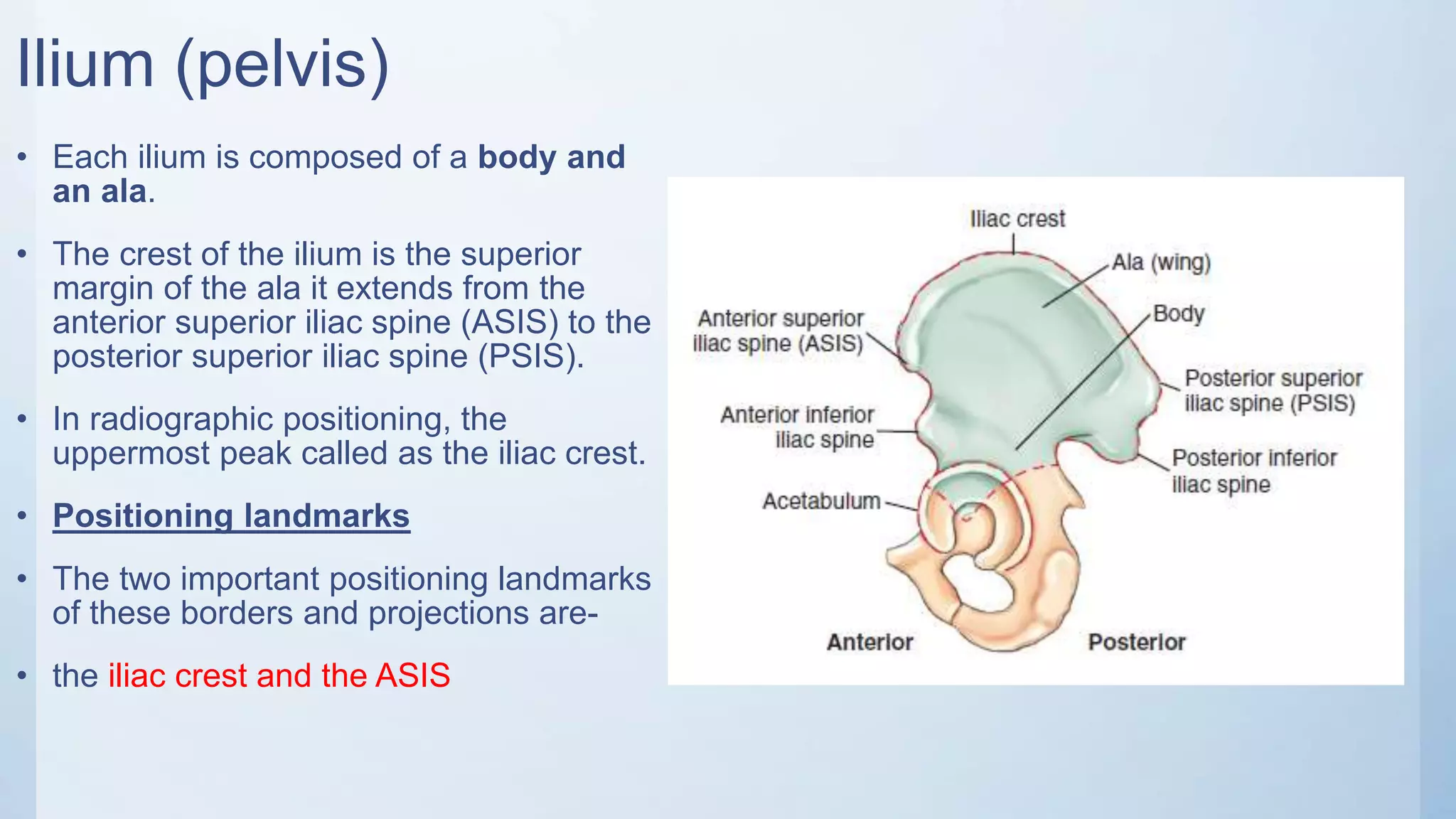 Radiographic anatomy of femur and pelvic girdle | PPTX