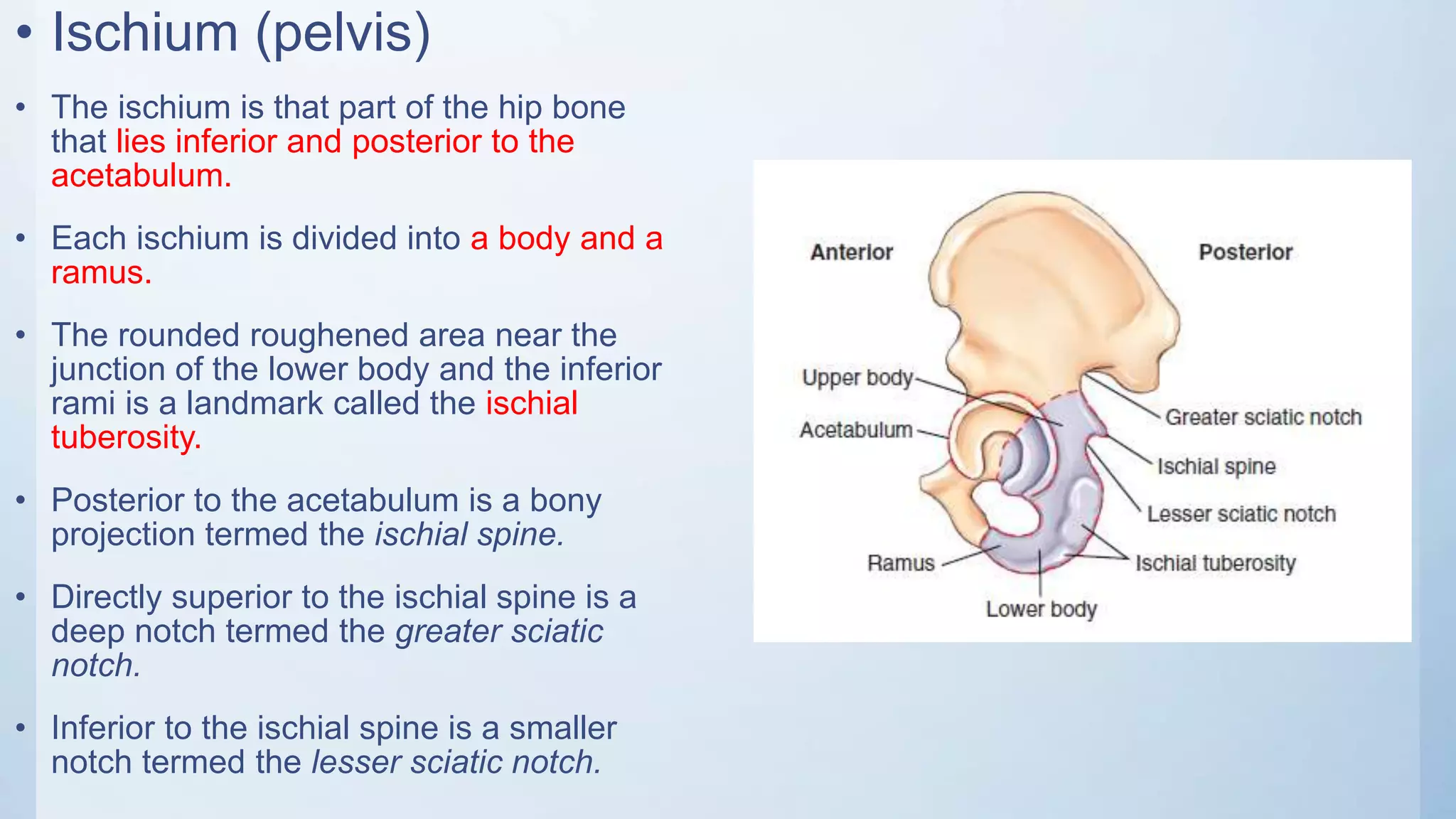 Radiographic anatomy of femur and pelvic girdle | PPTX