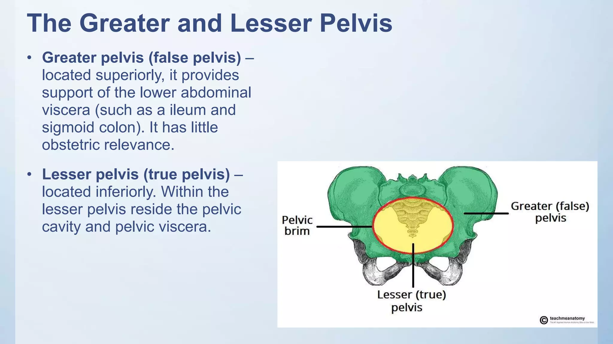 Radiographic anatomy of femur and pelvic girdle | PPTX