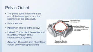 Radiographic anatomy of femur and pelvic girdle | PPTX