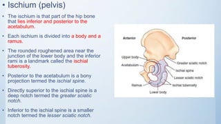 Radiographic anatomy of femur and pelvic girdle | PPTX