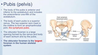 Radiographic anatomy of femur and pelvic girdle | PPTX