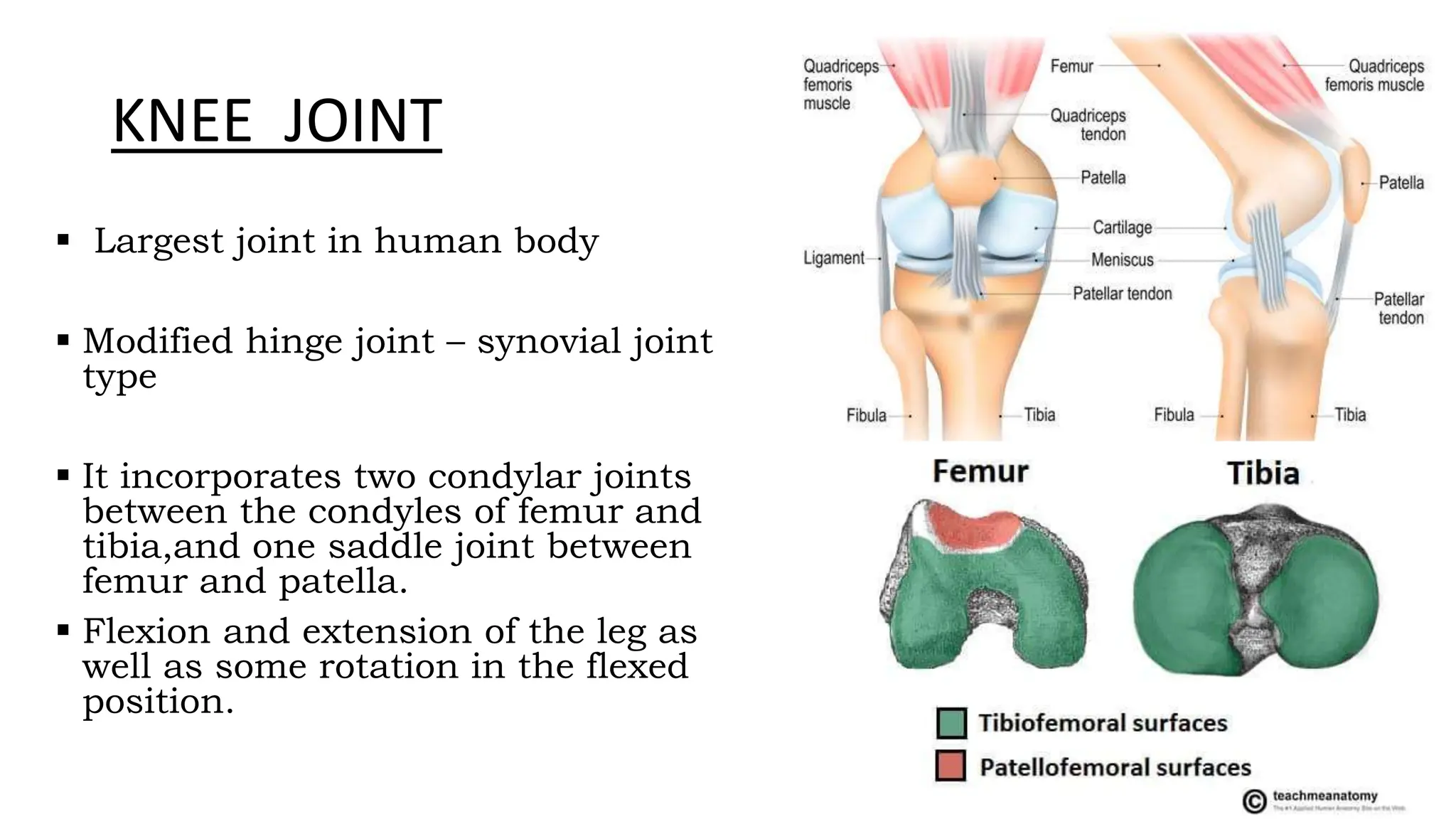 RADIOGRAPHIC ANATOMY OF KNEE JOINT AND ITS RADIOGRAPHIC VIEWS.pptx
