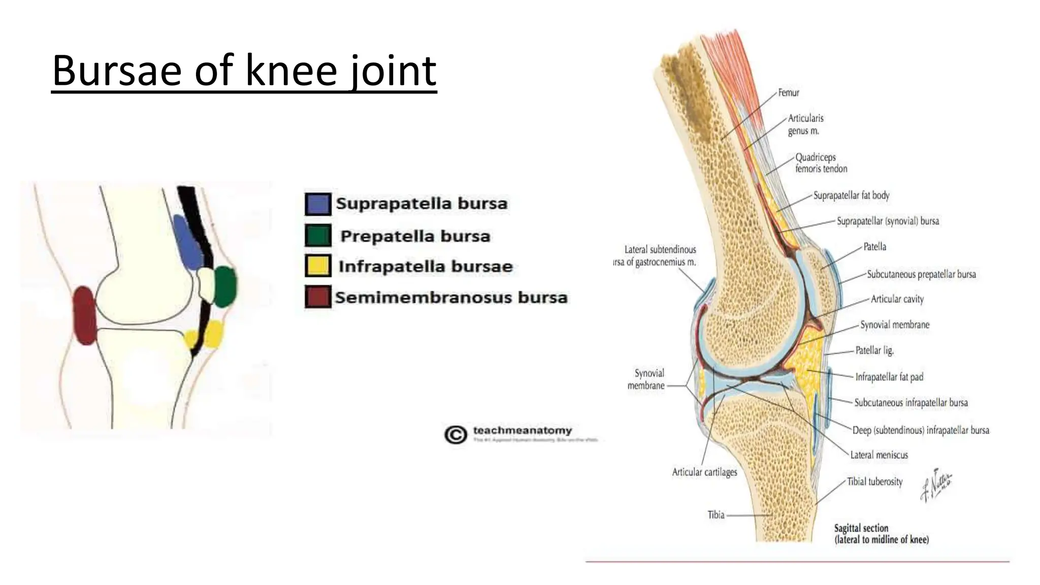 RADIOGRAPHIC ANATOMY OF KNEE JOINT AND ITS RADIOGRAPHIC VIEWS.pptx