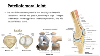 RADIOGRAPHIC ANATOMY OF KNEE JOINT AND ITS RADIOGRAPHIC VIEWS.pptx ...
