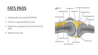 RADIOGRAPHIC ANATOMY OF KNEE JOINT AND ITS RADIOGRAPHIC VIEWS.pptx ...