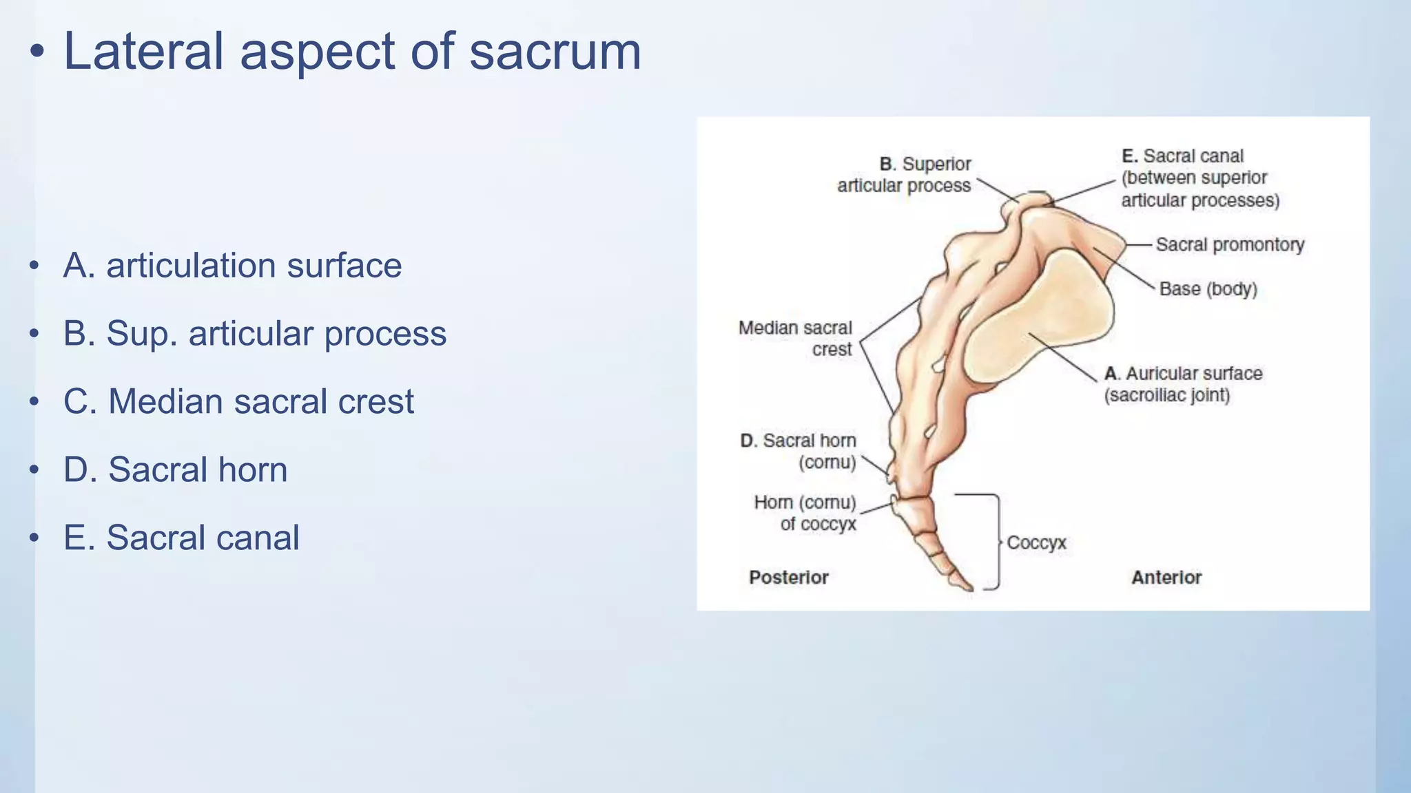 Radiographic anatomy of thoracic,lumbar spine, sacrum and coccyx | PPTX | Death, Injury, or ...