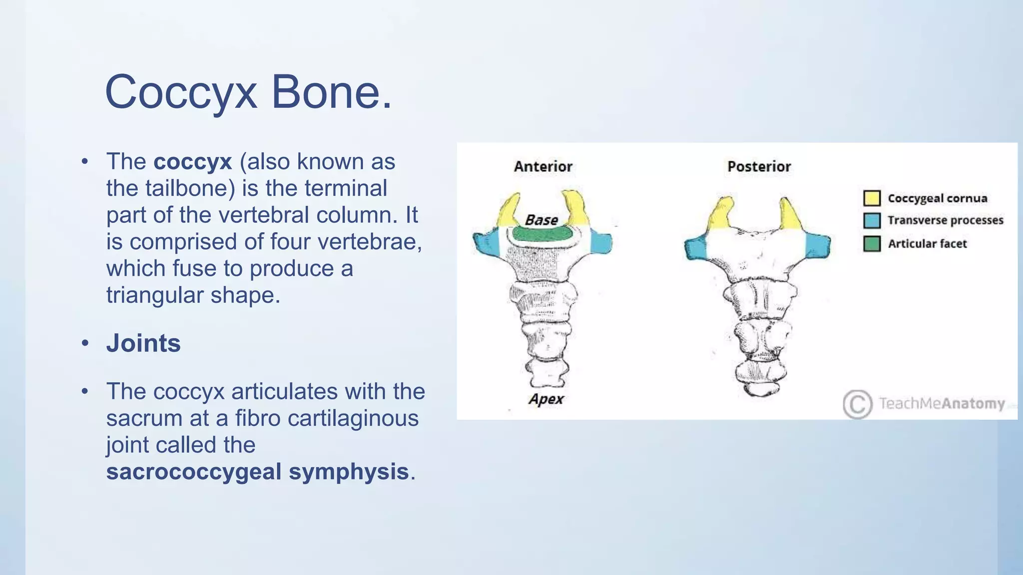Radiographic anatomy of thoracic,lumbar spine, sacrum and coccyx | PPTX