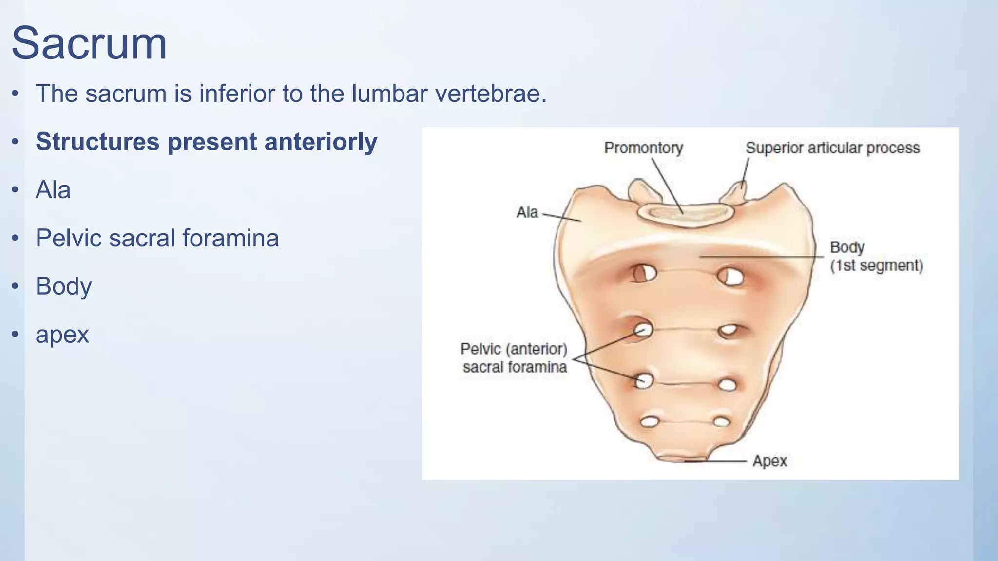 Radiographic anatomy of thoracic,lumbar spine, sacrum and coccyx | PPTX | Death, Injury, or ...