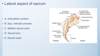 Radiographic anatomy of thoracic,lumbar spine, sacrum and coccyx | PPTX ...