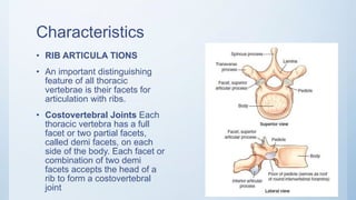 Radiographic anatomy of thoracic,lumbar spine, sacrum and coccyx | PPTX ...