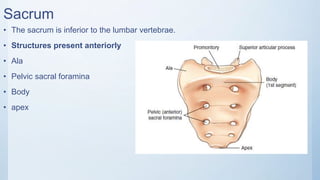 Radiographic anatomy of thoracic,lumbar spine, sacrum and coccyx | PPTX ...