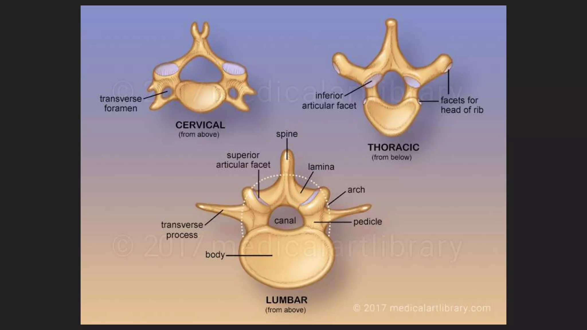 Radiographic anatomy of vertebral column | PPTX