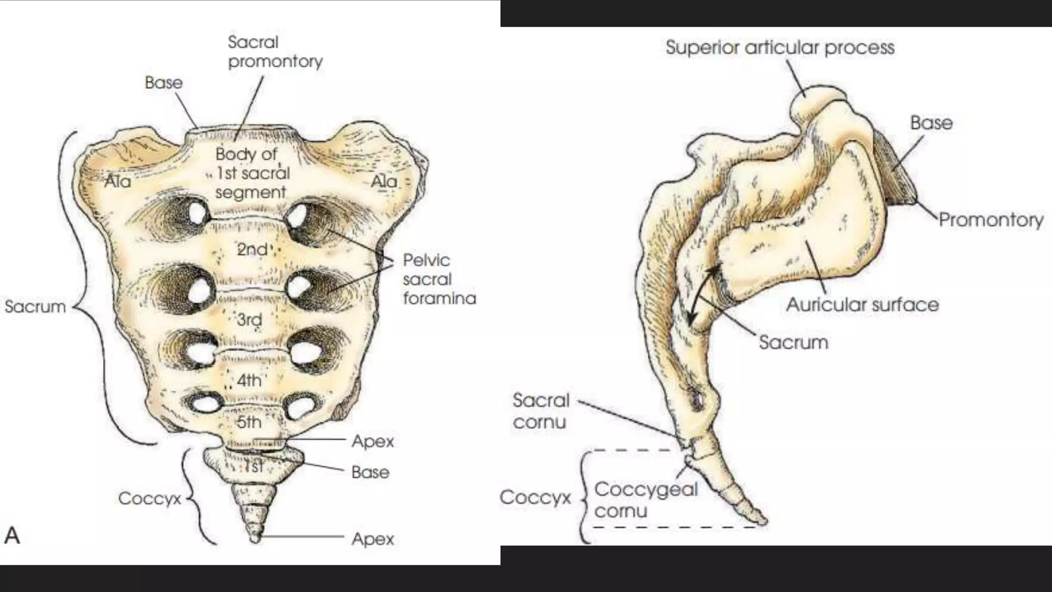 Radiographic anatomy of vertebral column | PPTX
