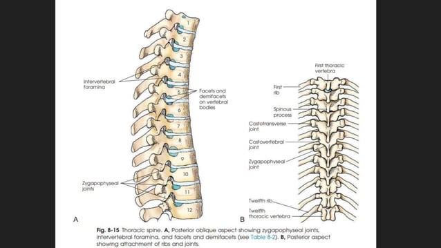 Radiographic Interpretation Of The Vertebral Column – GIFZSI